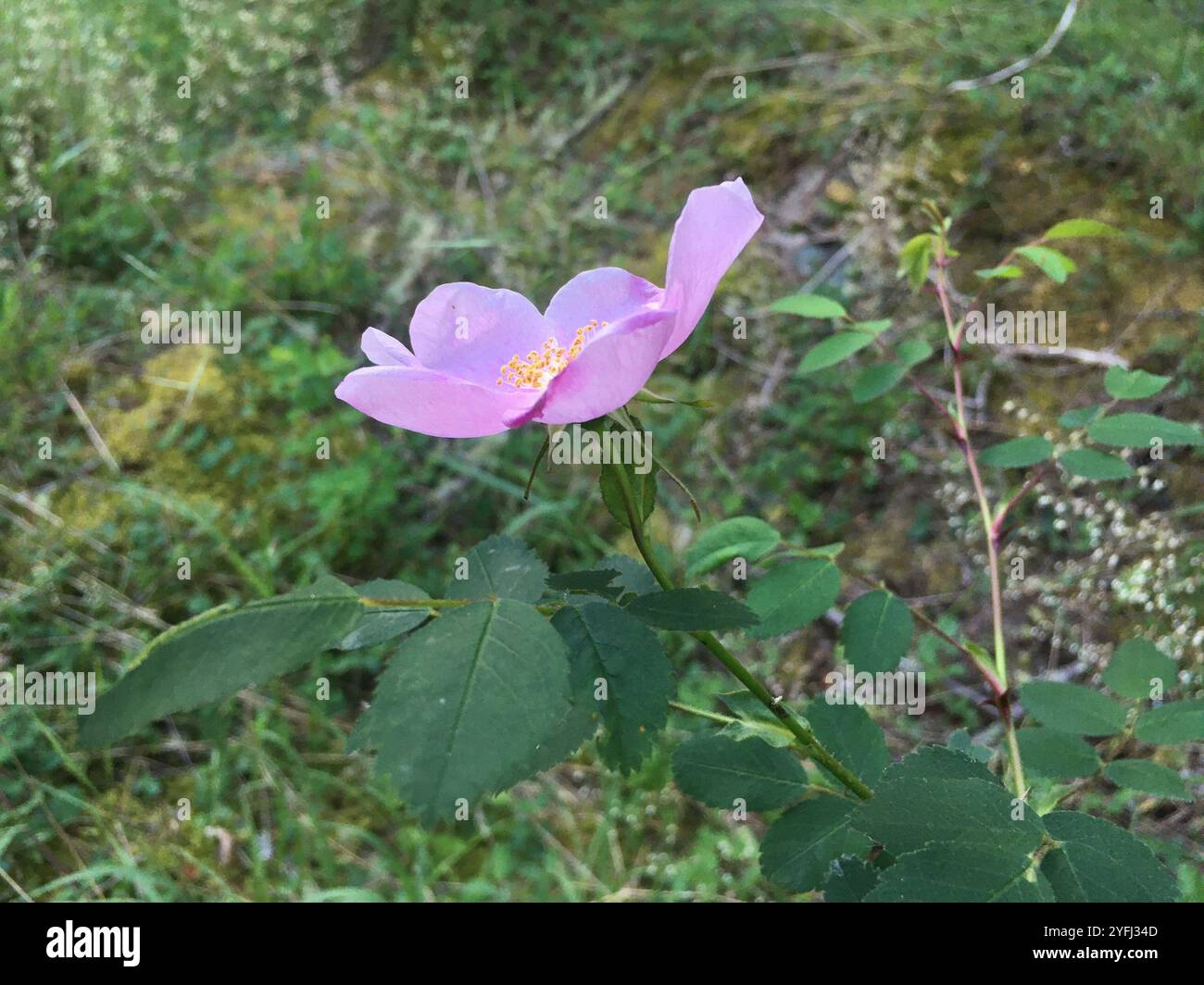 Nootka rose (Rosa nutkana Stock Photo - Alamy