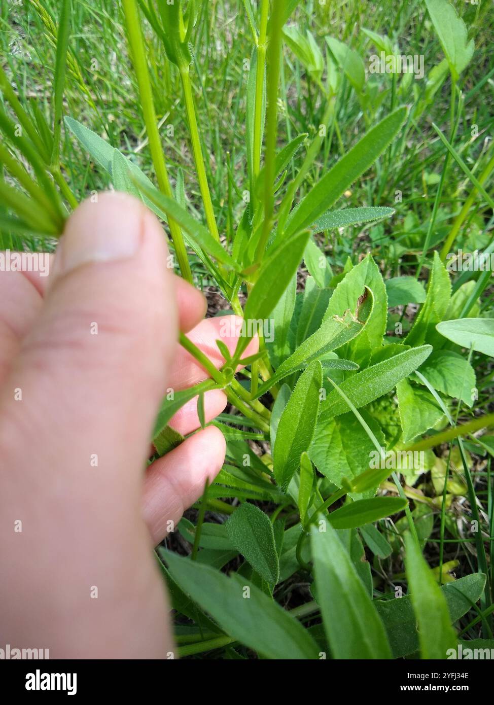 Lance-leaved Coreopsis (Coreopsis lanceolata Stock Photo - Alamy
