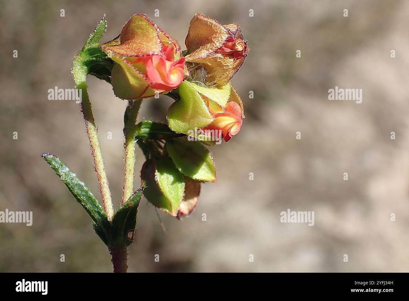 Angular Dollsrose (Hermannia angularis Stock Photo - Alamy