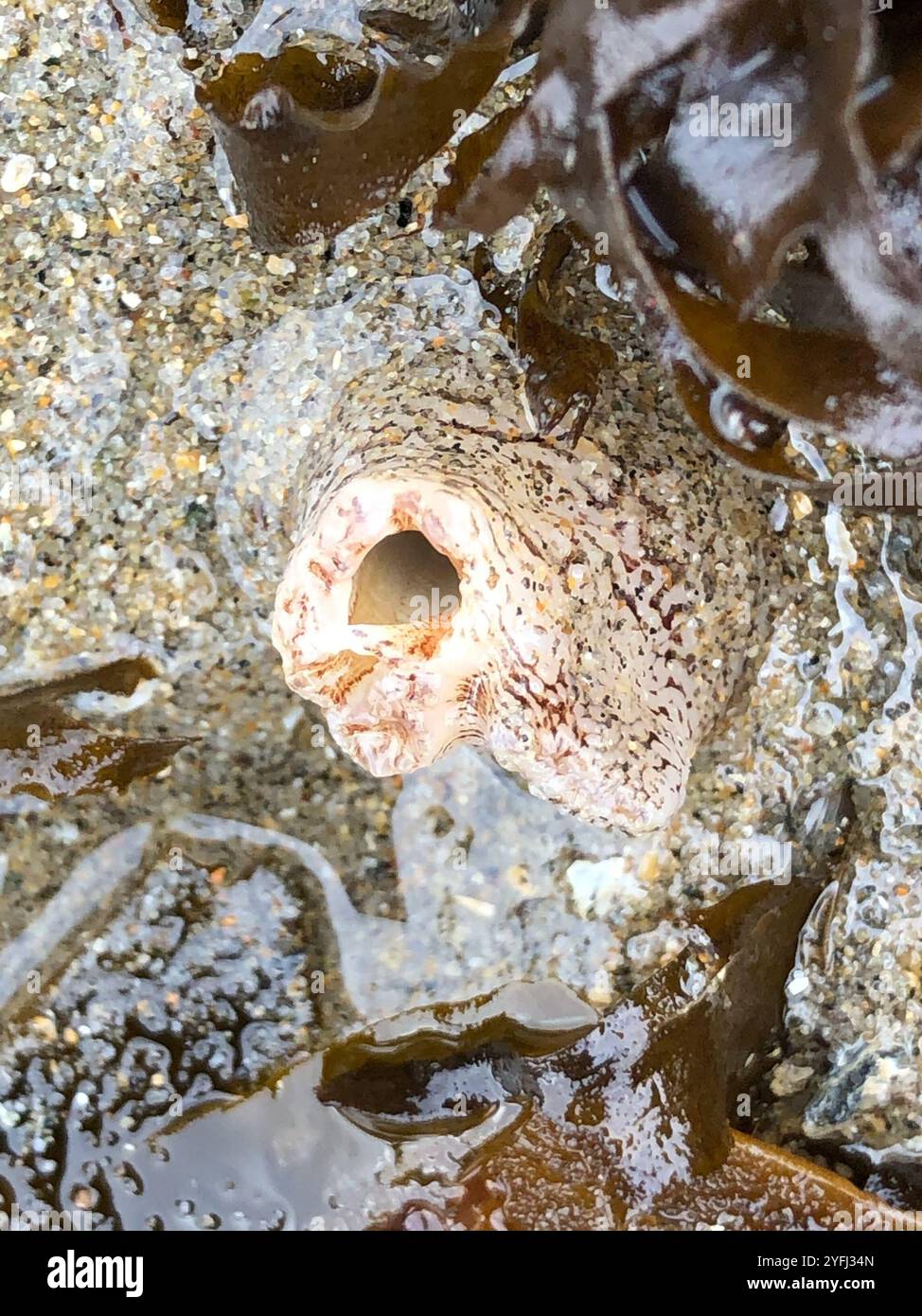 Rough piddock hi-res stock photography and images - Alamy