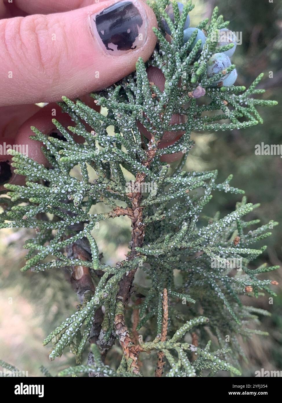 Western juniper juniperus occidentalis hi-res stock photography and ...