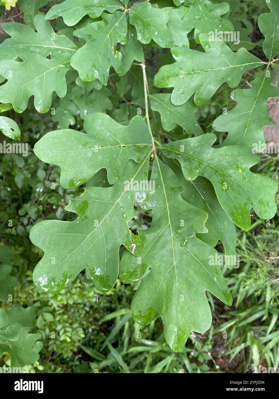 white oak (Quercus alba Stock Photo - Alamy