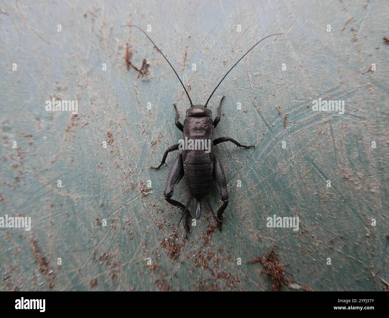Spring Field Cricket (Gryllus veletis Stock Photo - Alamy