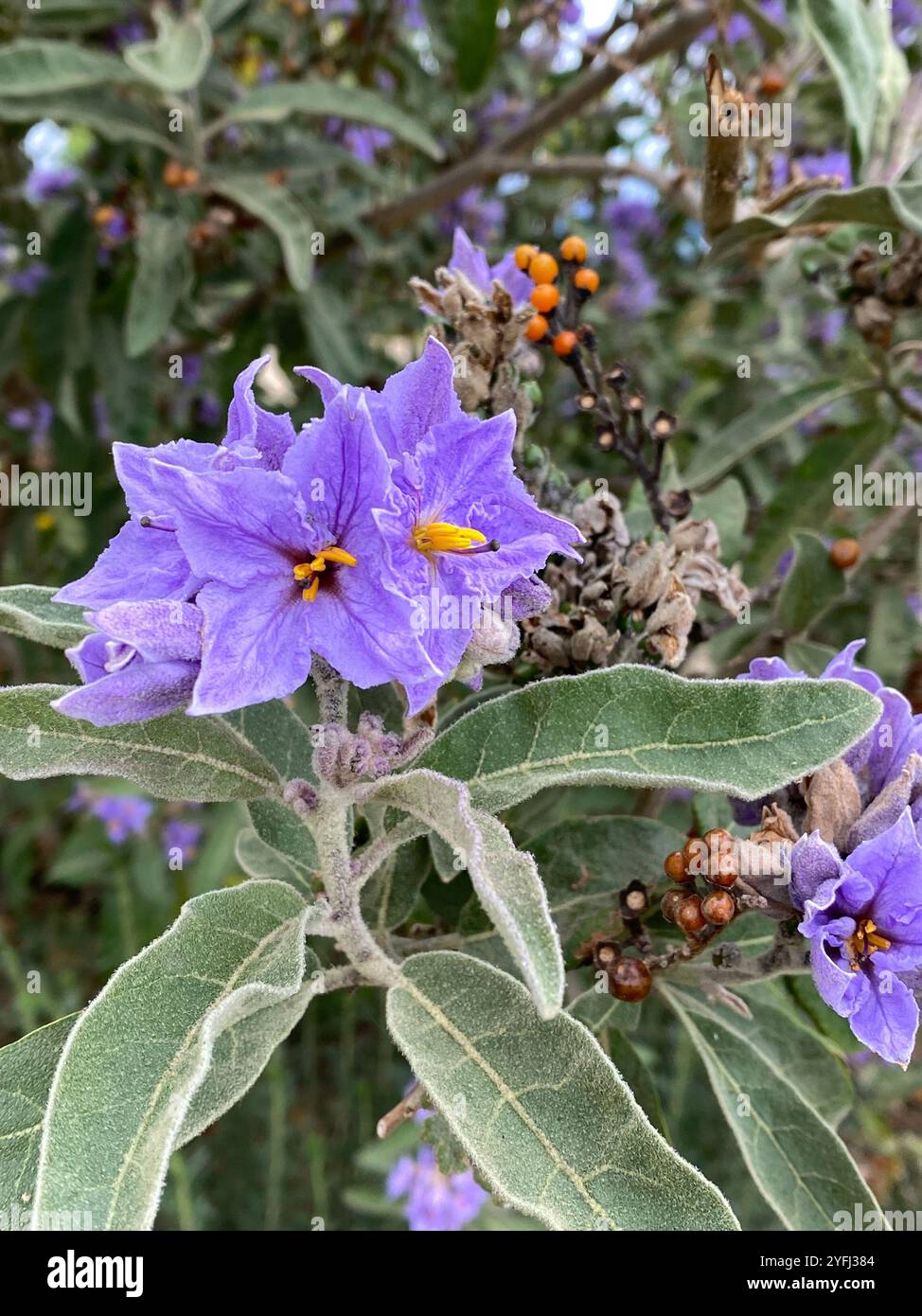 lanceleaf nightshade (Solanum lanceolatum Stock Photo - Alamy