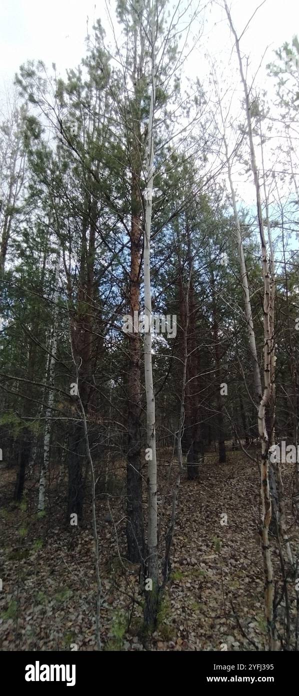European aspen (Populus tremula Stock Photo - Alamy