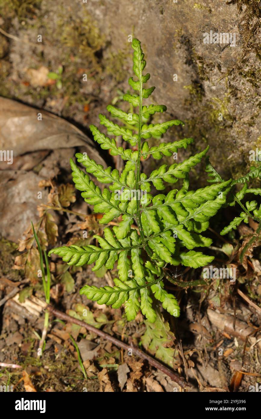 broad buckler-fern (Dryopteris dilatata Stock Photo - Alamy