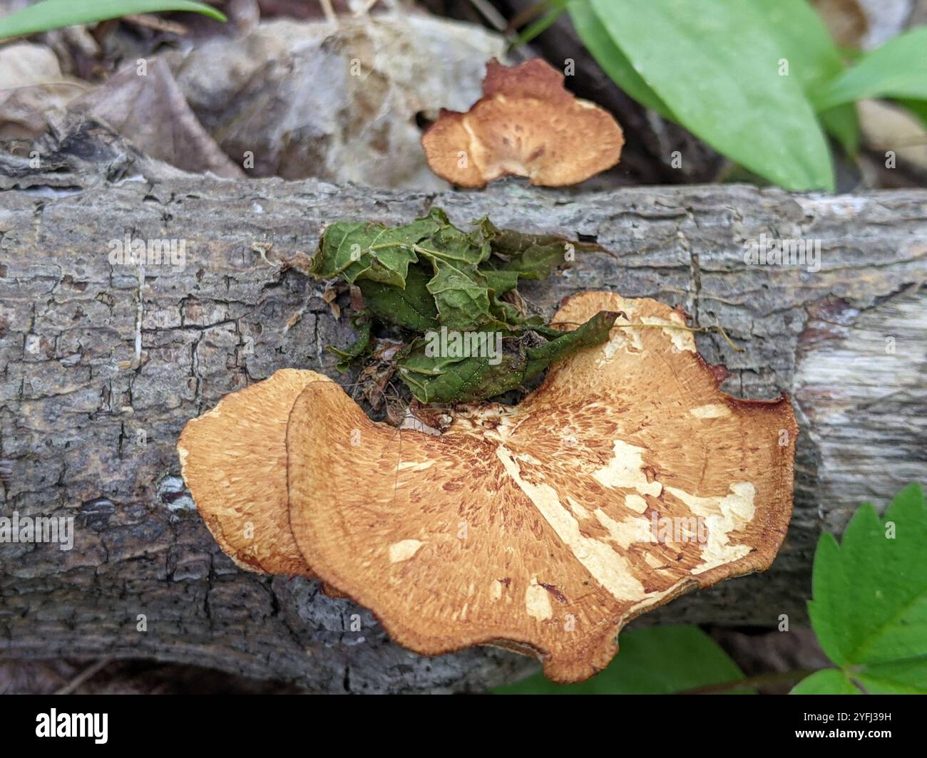 hexagonal-pored polypore (Neofavolus alveolaris Stock Photo - Alamy