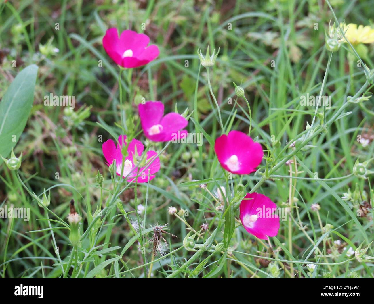 tall poppymallow (Callirhoe leiocarpa Stock Photo - Alamy