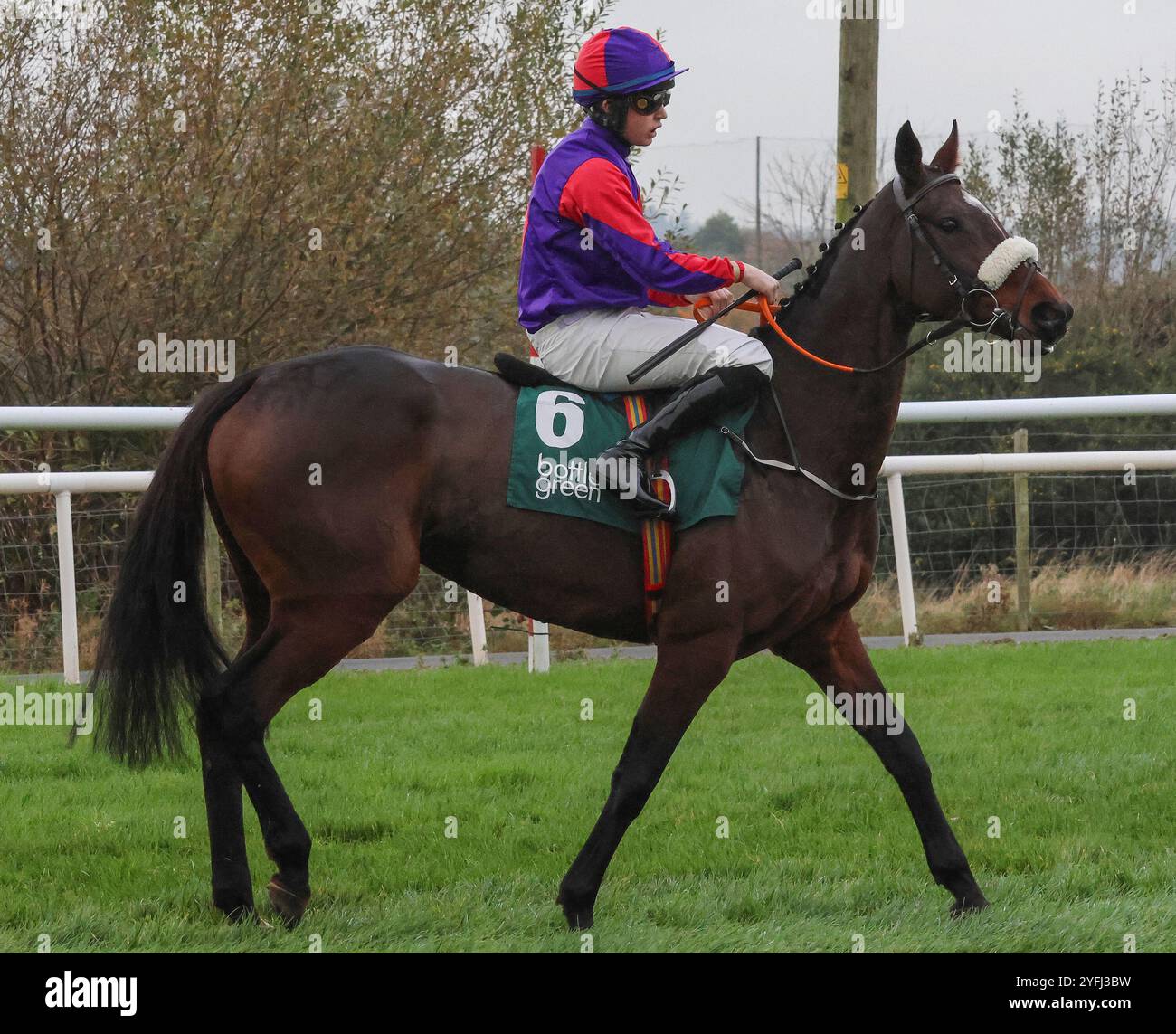 Down Royal Racecourse, Lisburn, Northern Ireland. 01 Nov 2024. The ...