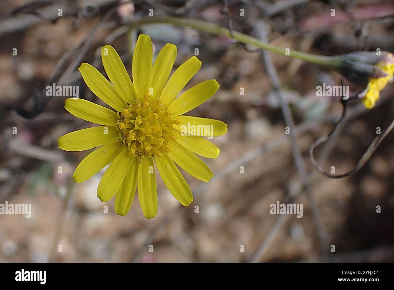 boneseed daisies (Osteospermum Stock Photo - Alamy