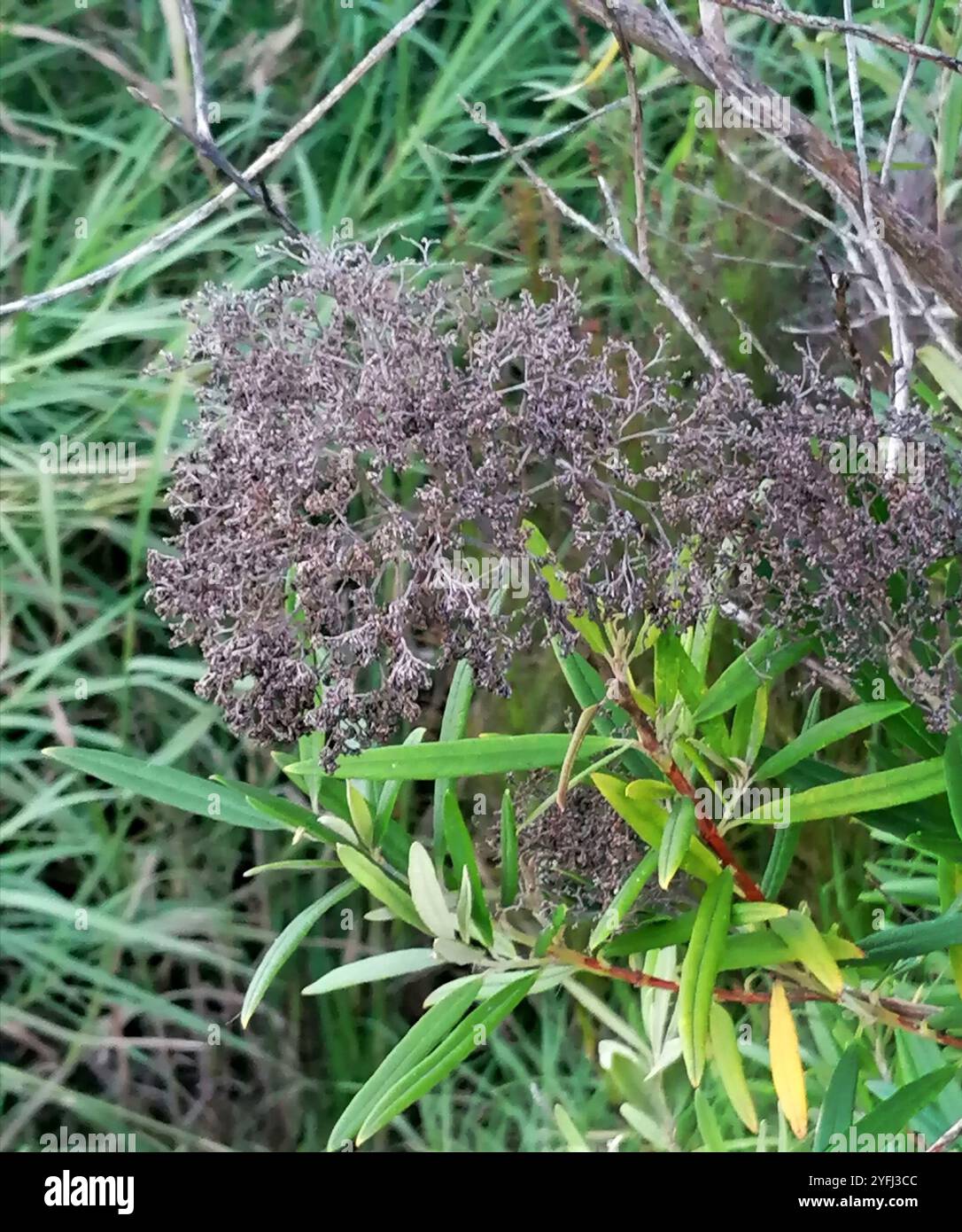 False Olive (Buddleja saligna Stock Photo - Alamy