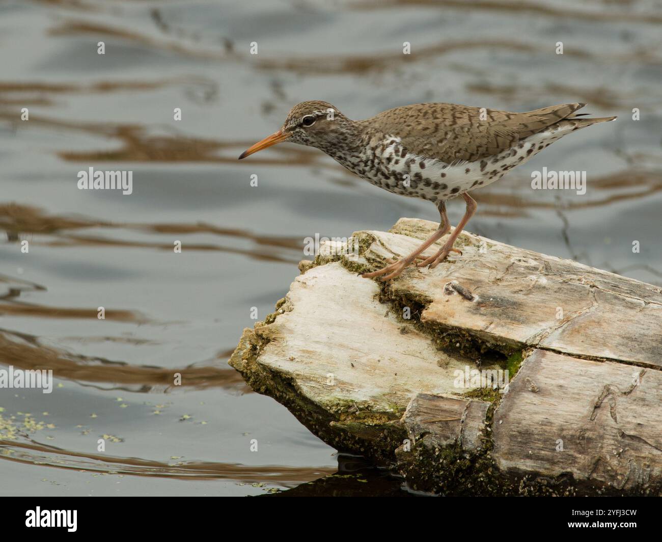Spotted Sandpiper (Actitis macularius Stock Photo - Alamy