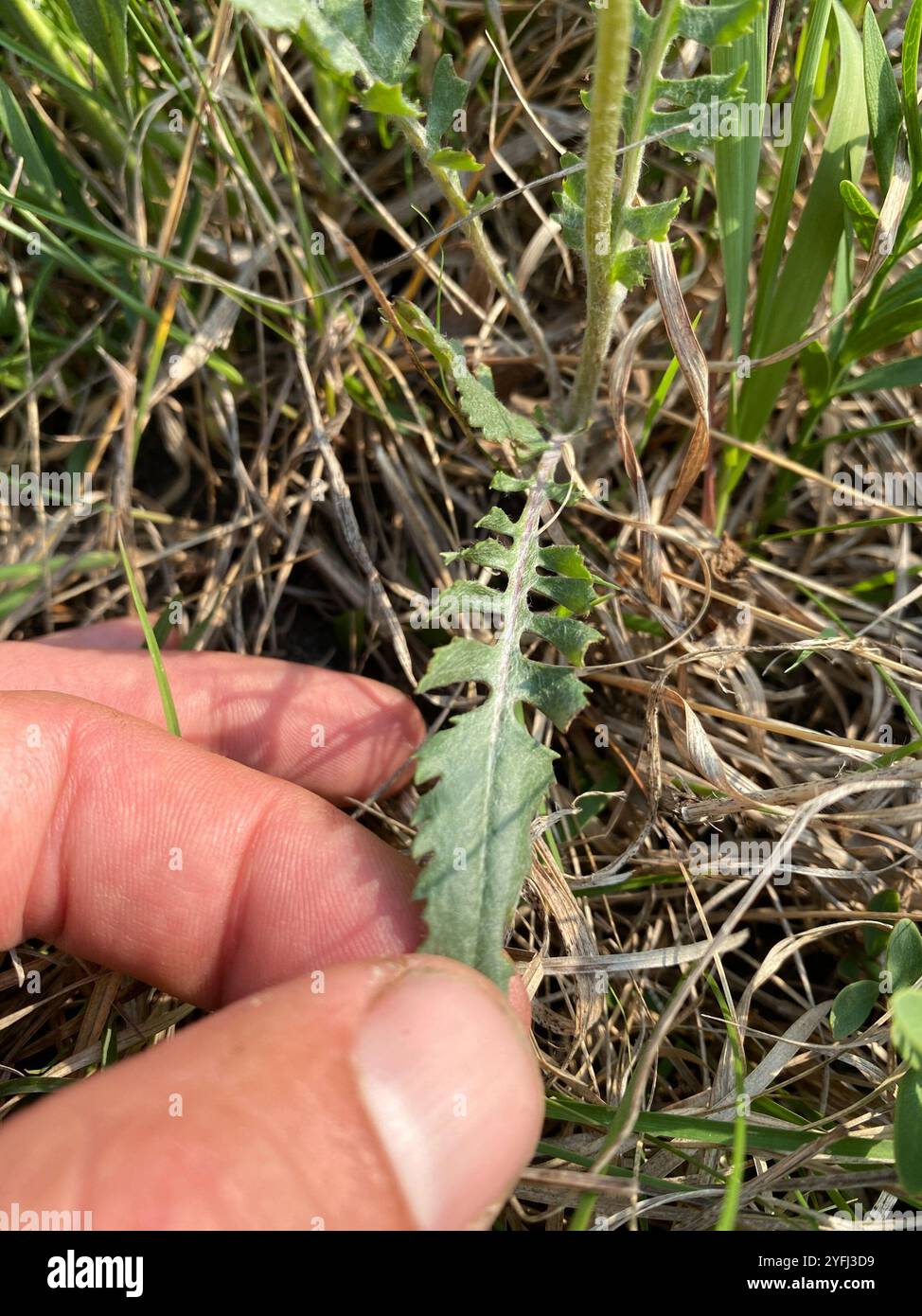 Prairie groundsel hi-res stock photography and images - Alamy
