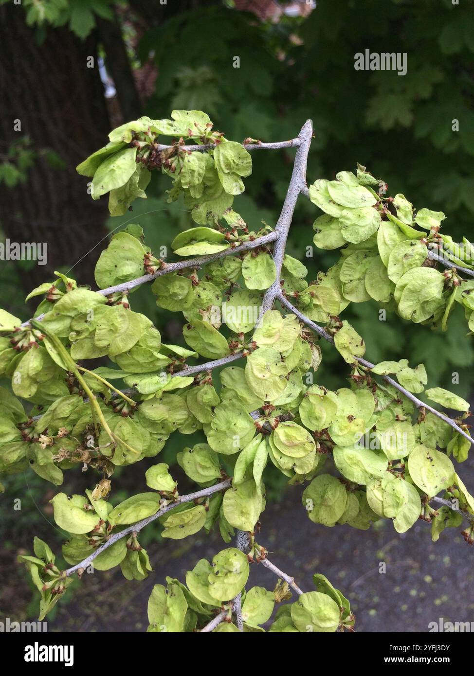 Siberian elm (Ulmus pumila Stock Photo - Alamy