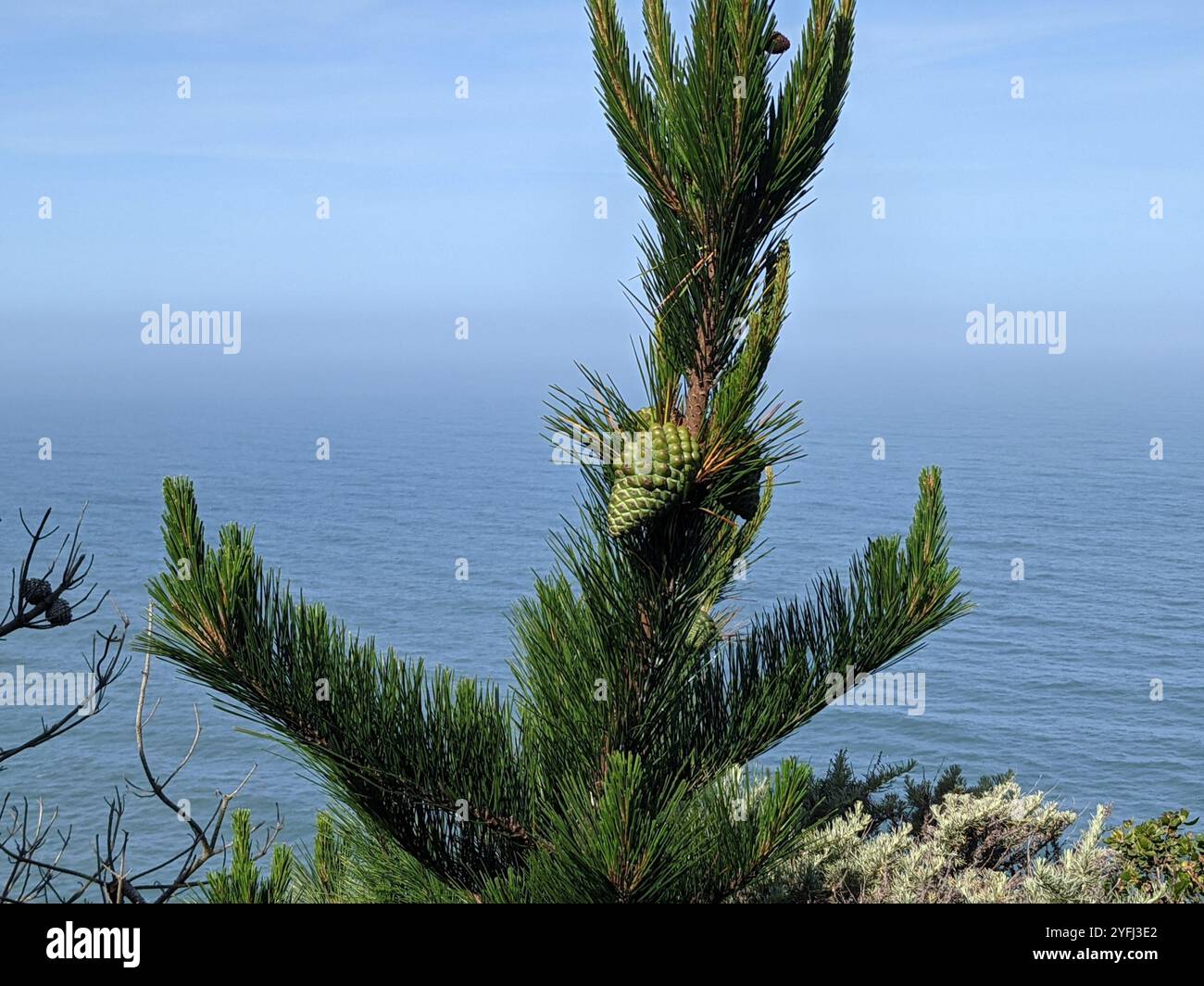 Monterey pine (Pinus radiata Stock Photo - Alamy