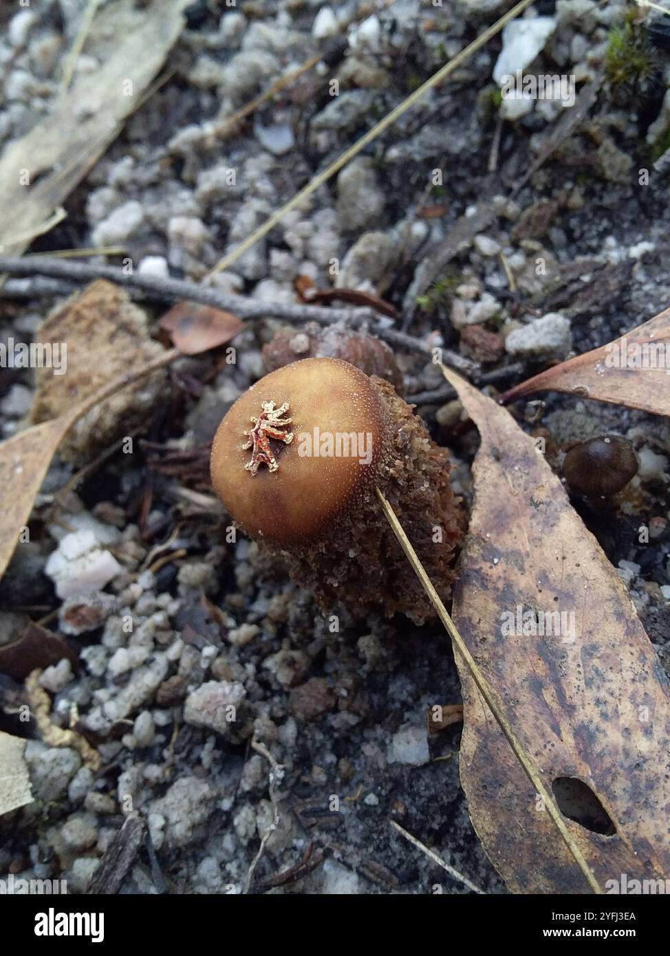 Calostoma hi-res stock photography and images - Alamy