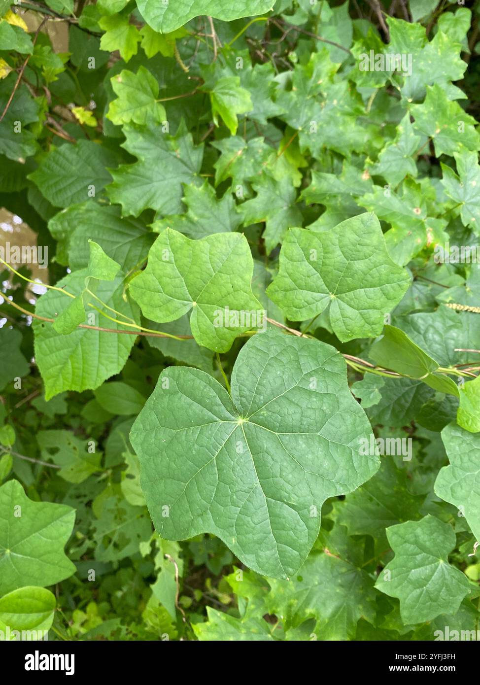 moonseed (Menispermum canadense Stock Photo - Alamy