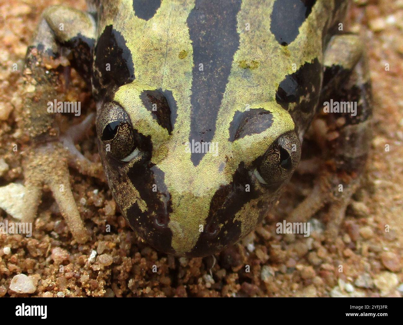Senegal Running Frog (Kassina senegalensis Stock Photo - Alamy