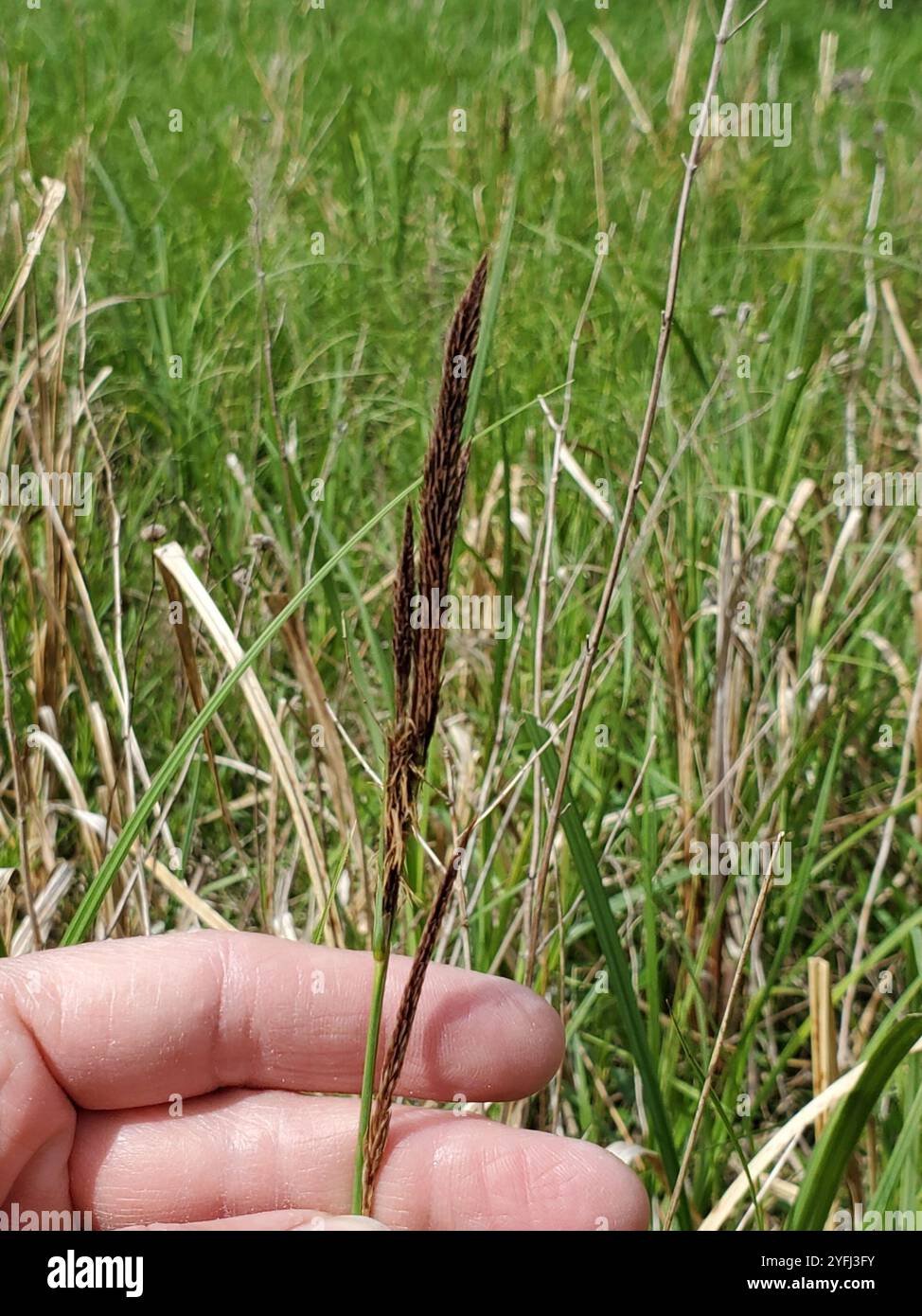 tussock sedge (Carex stricta Stock Photo - Alamy