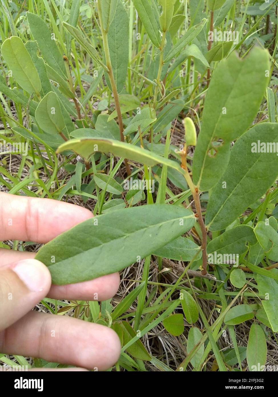 netted pawpaw (Asimina reticulata Stock Photo - Alamy