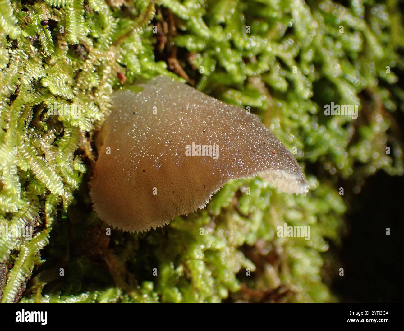 Toothed Jelly Fungus (Pseudohydnum gelatinosum Stock Photo - Alamy