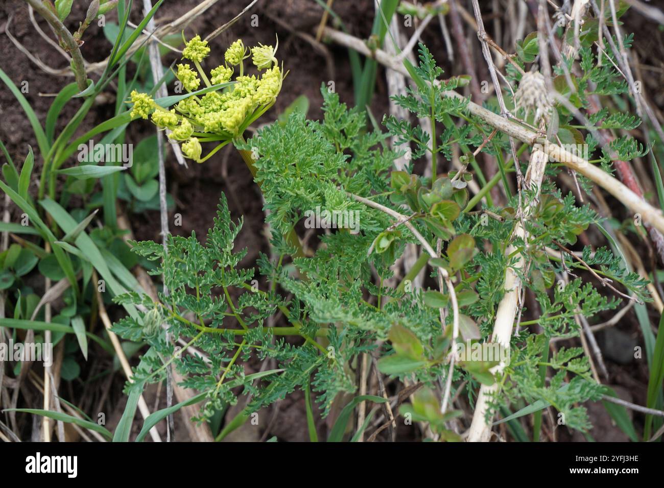 Carrotleaf Biscuitroot (Lomatium multifidum Stock Photo - Alamy