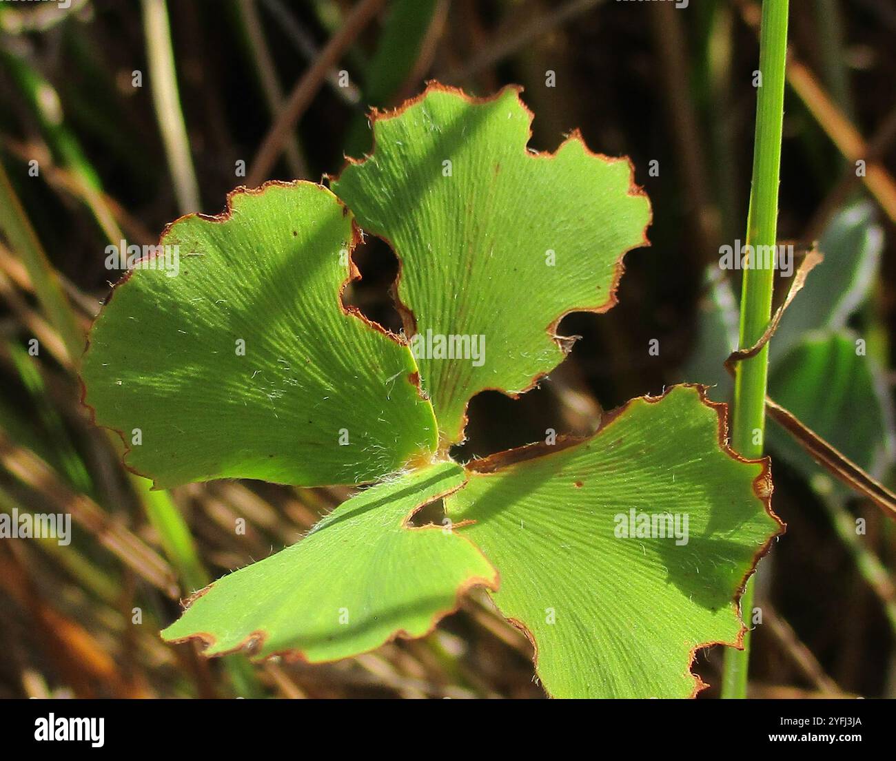 Helicopter Ferns (Marsilea Stock Photo - Alamy