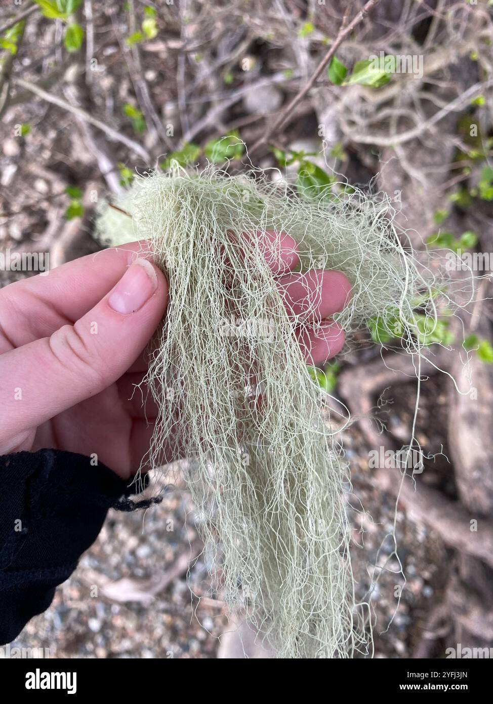 Witch's Hair (Alectoria sarmentosa Stock Photo - Alamy