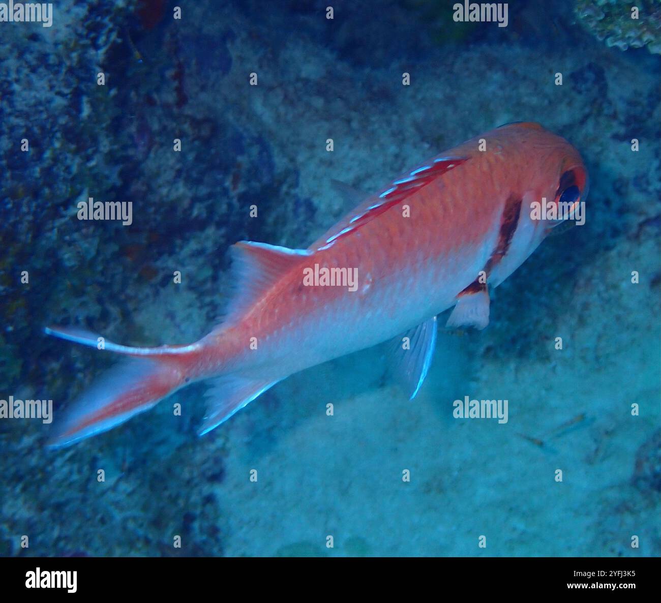 Blackbar Soldierfish (Myripristis jacobus Stock Photo - Alamy