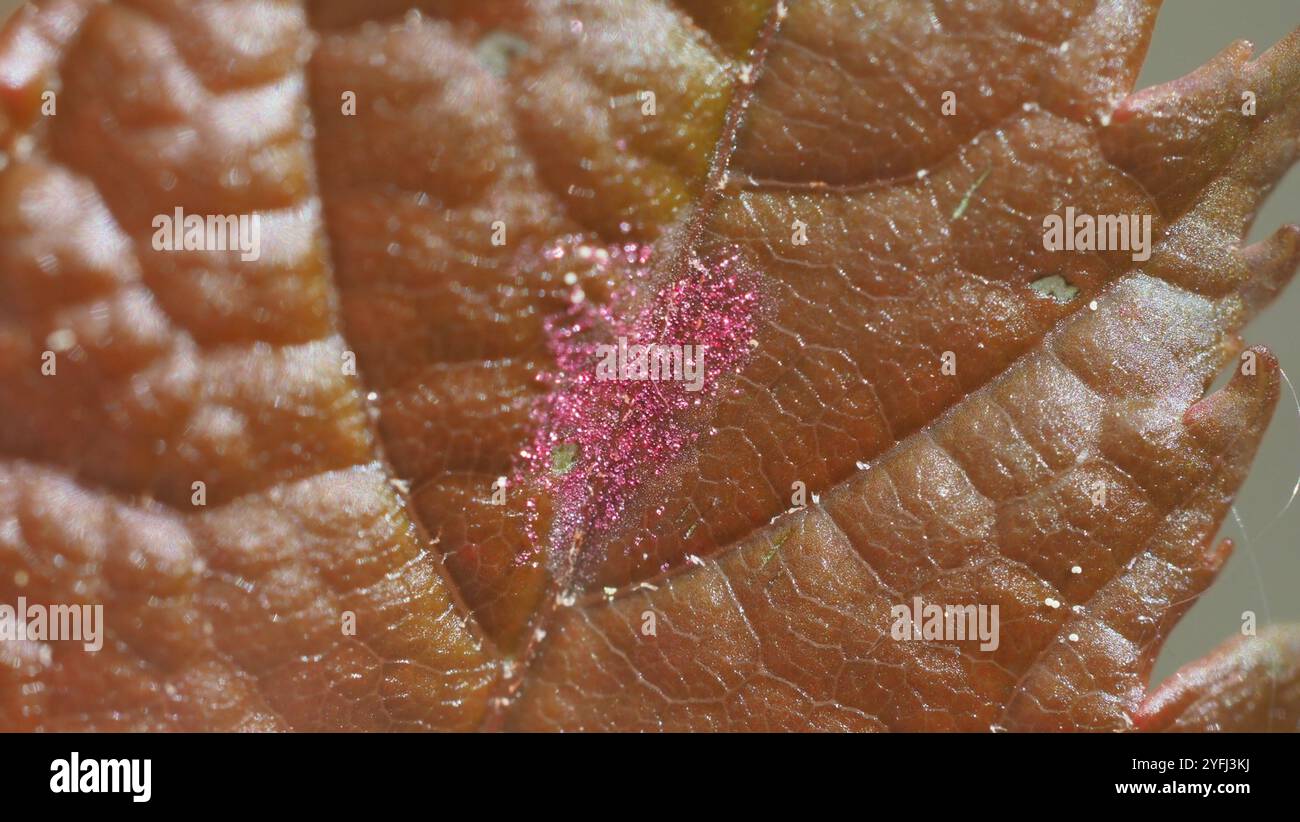 Aculus hi-res stock photography and images - Alamy