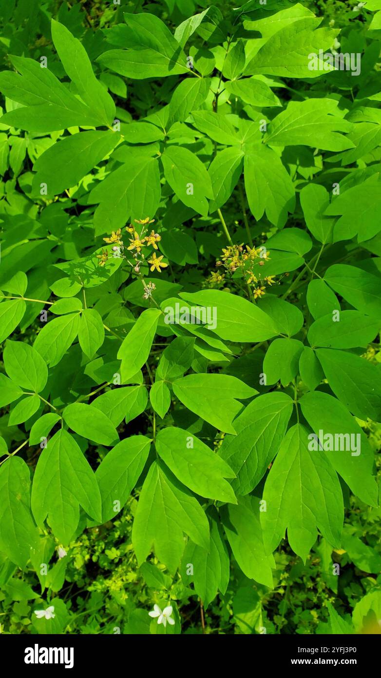 blue cohosh (Caulophyllum thalictroides Stock Photo - Alamy