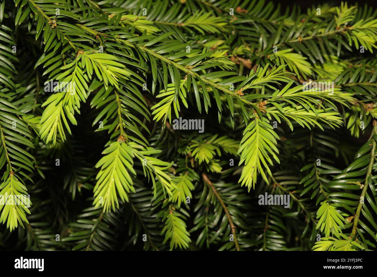 common yew (Taxus baccata Stock Photo - Alamy
