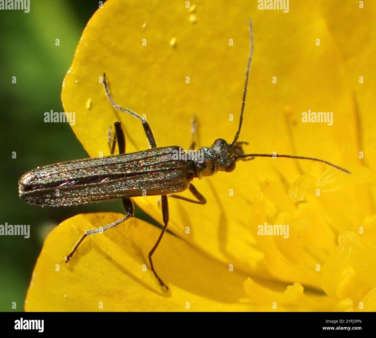 Oedemera lurida hi-res stock photography and images - Alamy