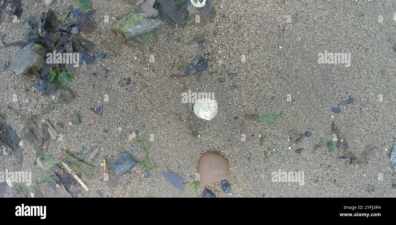 Jingle Shells (Anomiidae Stock Photo - Alamy