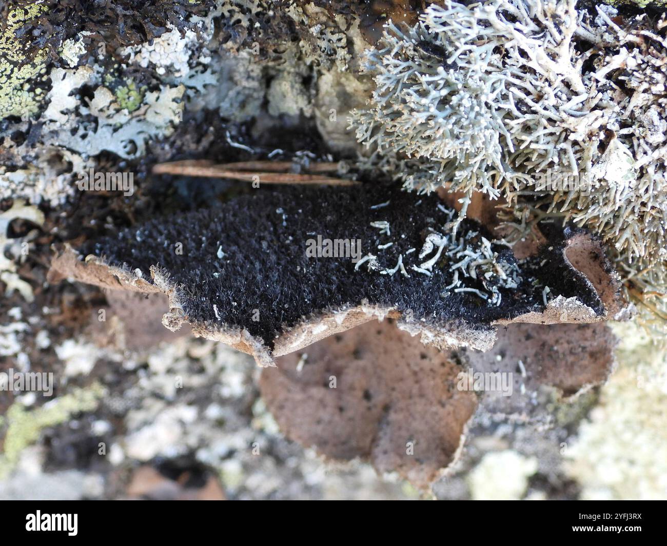 Arctic Frosted Rock Tripe (Umbilicaria vellea Stock Photo - Alamy