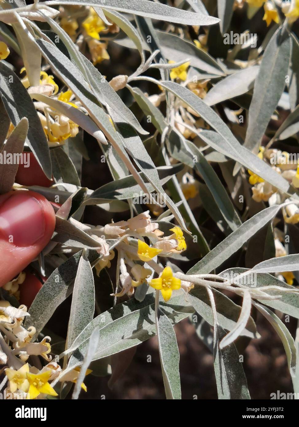 Russian olive (Elaeagnus angustifolia Stock Photo - Alamy