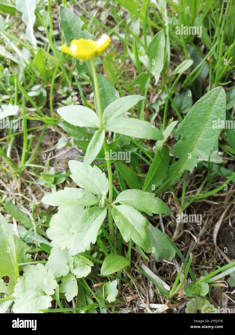 One-leaf buttercup (Ranunculus monophyllus Stock Photo - Alamy