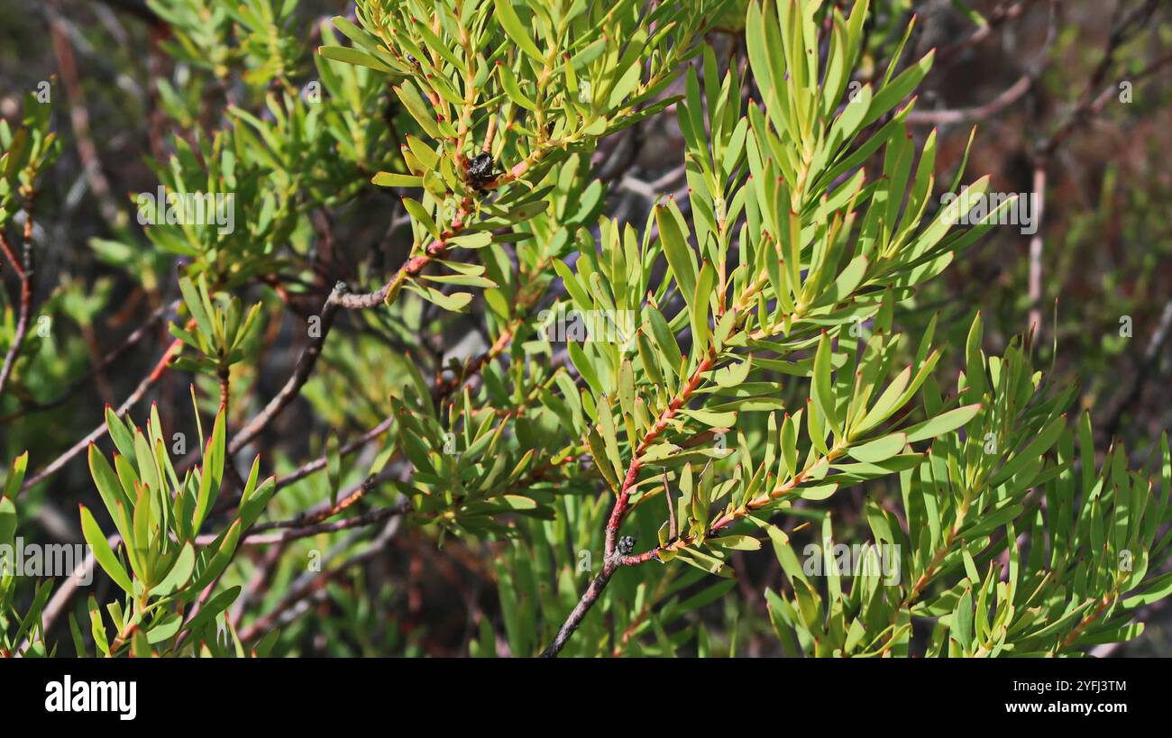 Common Sunshine Conebush (Leucadendron salignum Stock Photo - Alamy