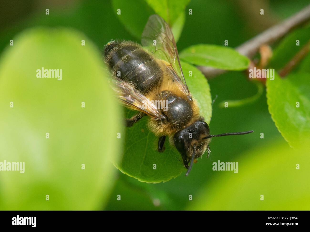 Chocolate Mining Bee (Andrena scotica Stock Photo - Alamy