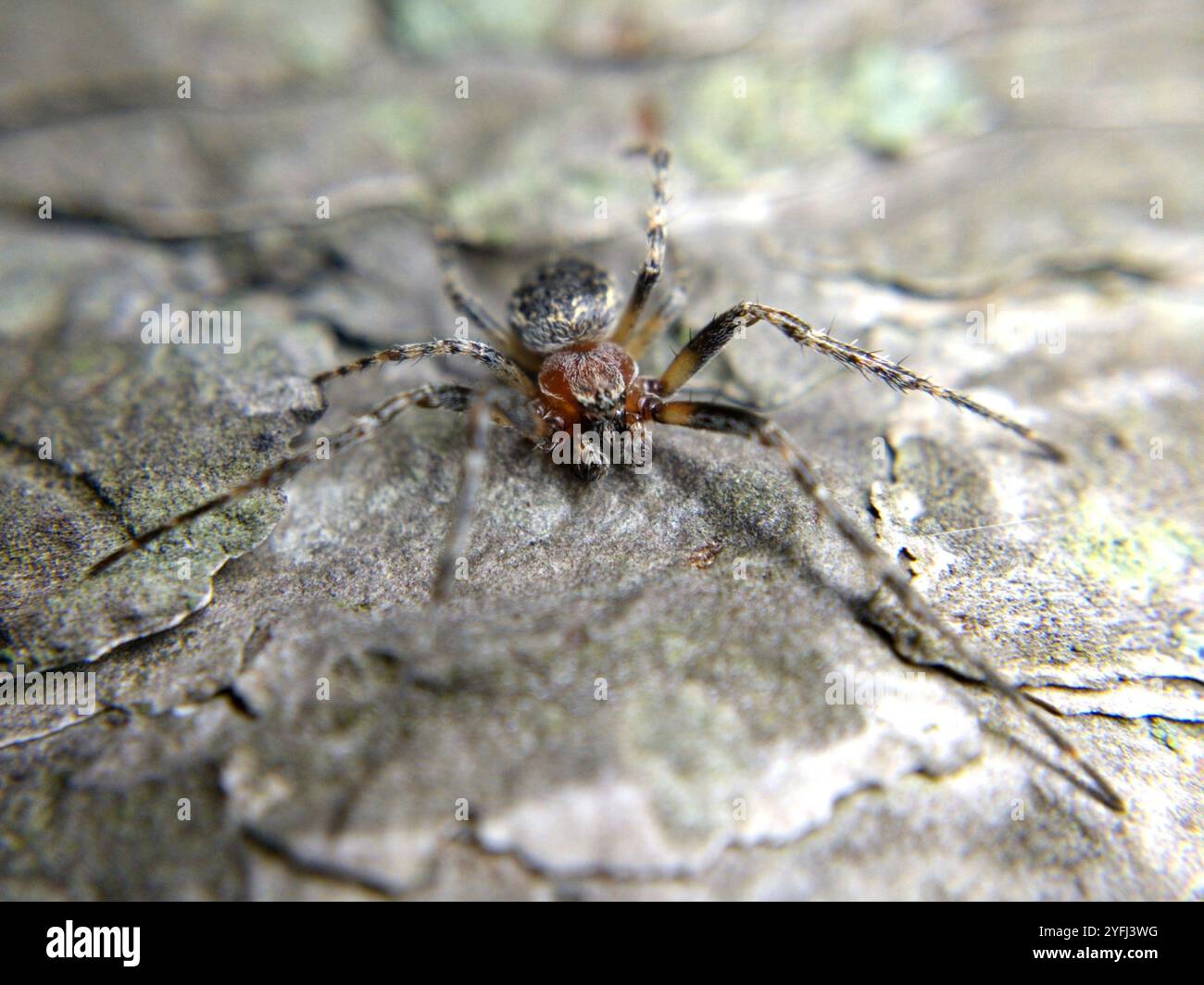 Furrow Spiders (Larinioides Stock Photo - Alamy