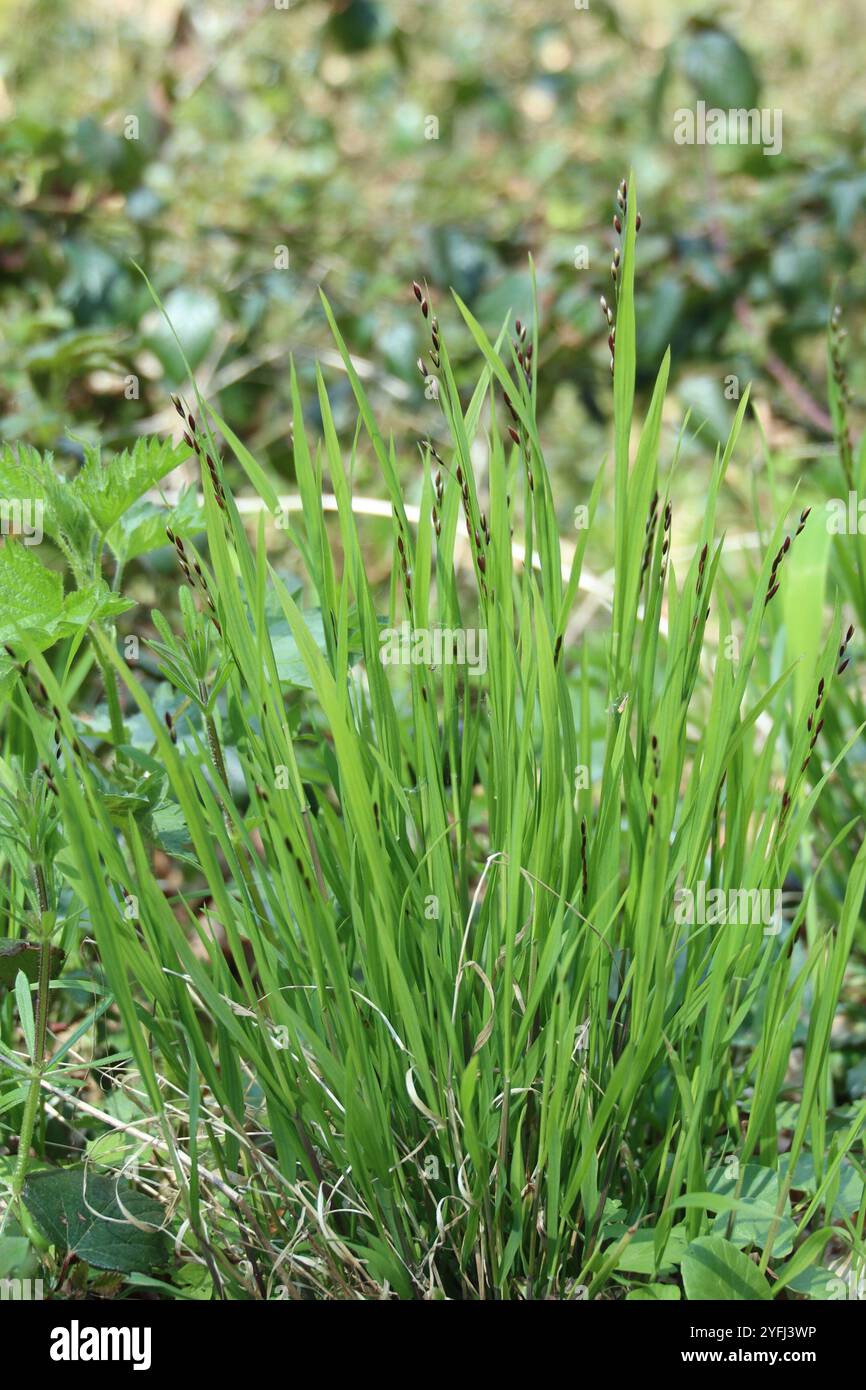 Wood melick, melica uniflora hi-res stock photography and images - Alamy