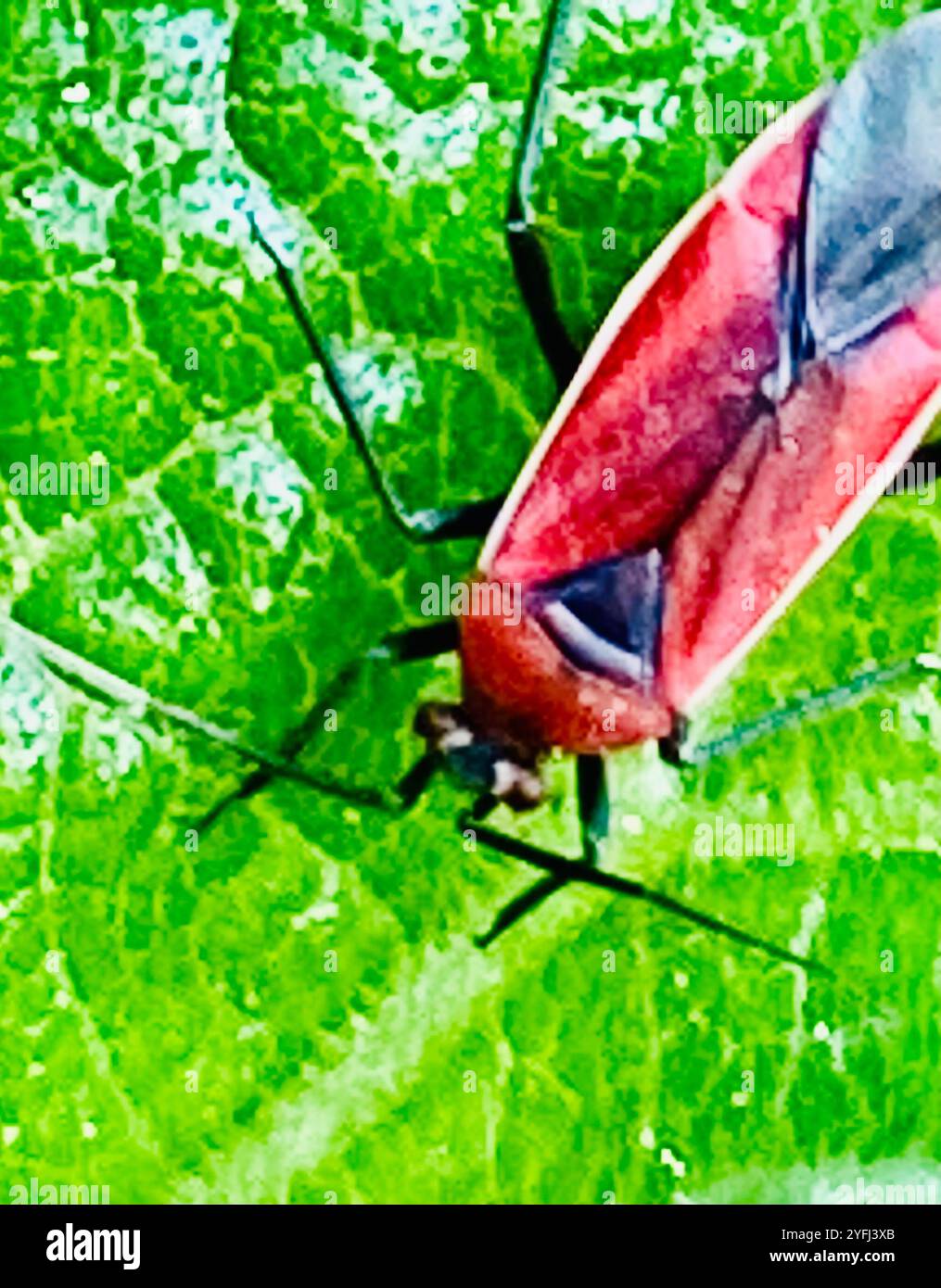 Scarlet Plant Bugs (Lopidea Stock Photo - Alamy