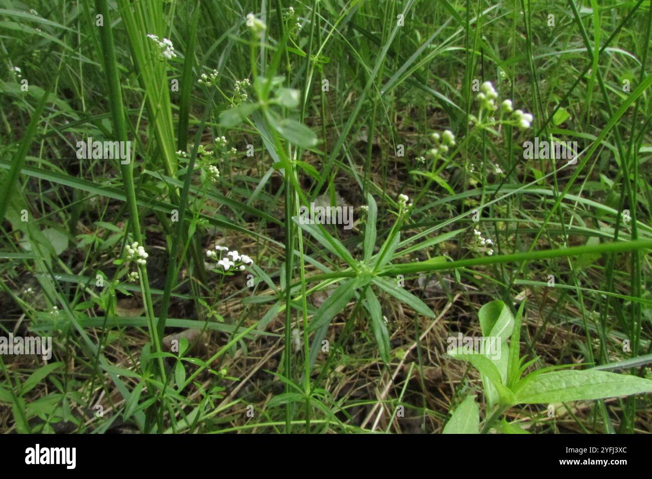 Common Marsh-bedstraw (Galium palustre Stock Photo - Alamy