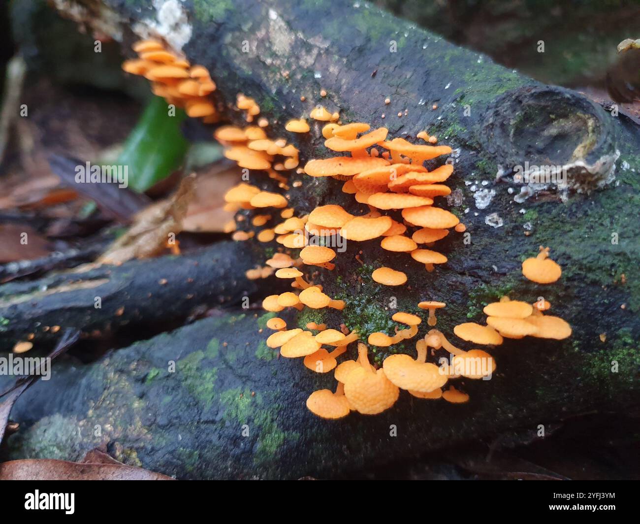 Favolaschia claudopus hi-res stock photography and images - Alamy