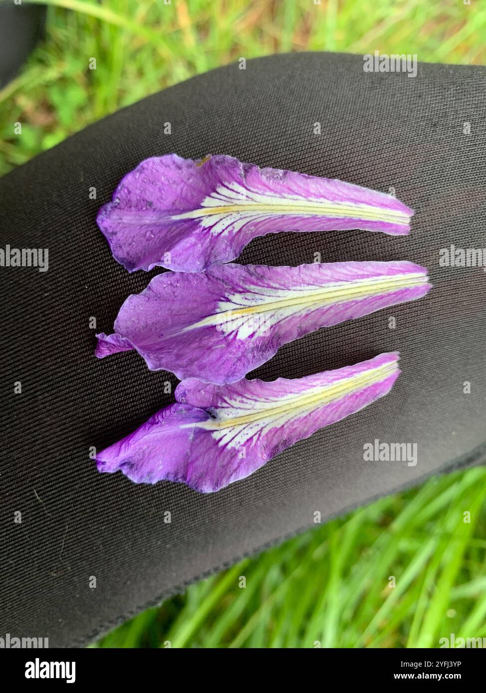 Oregon iris (Iris tenax Stock Photo - Alamy