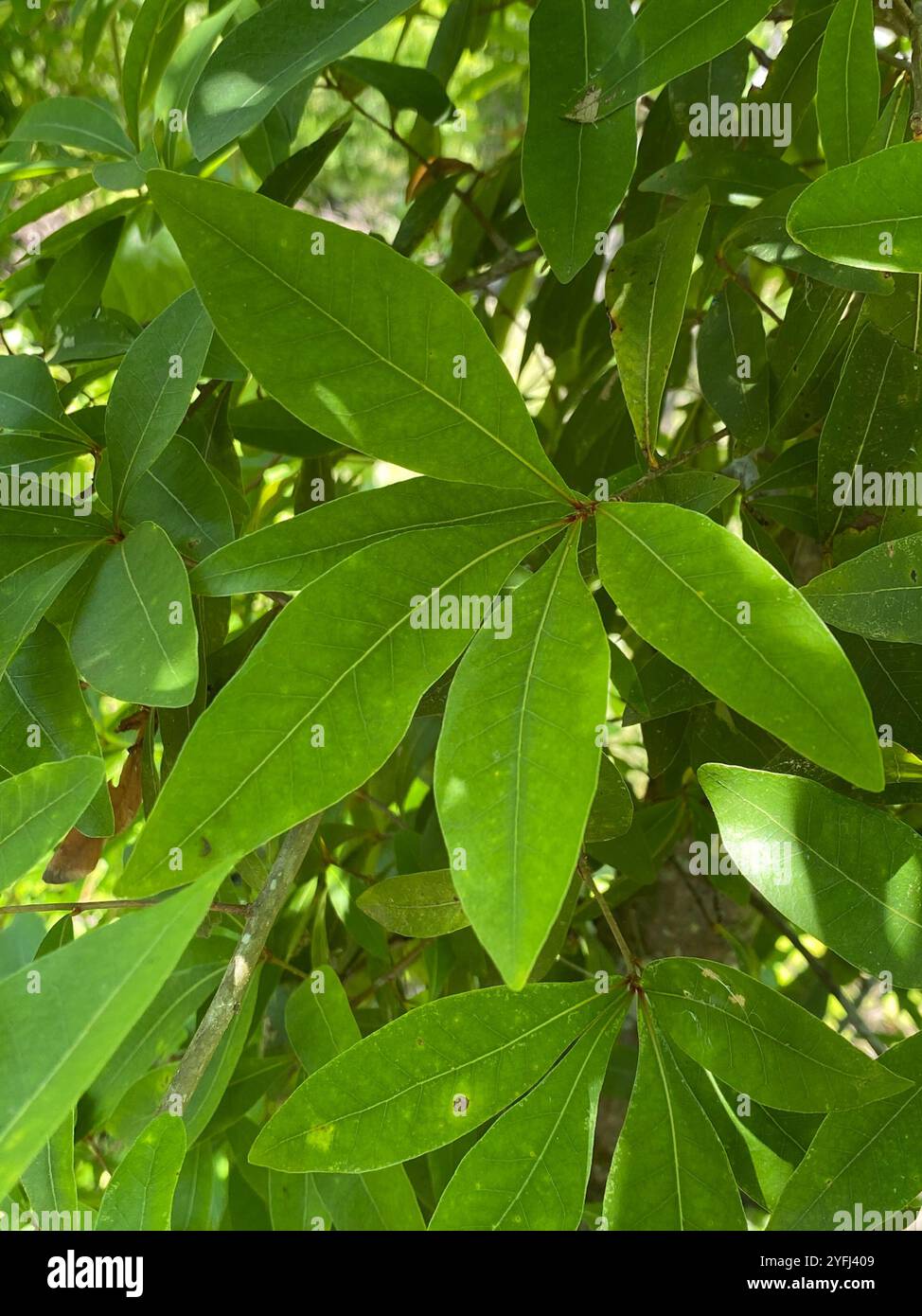 swamp laurel oak (Quercus laurifolia Stock Photo - Alamy