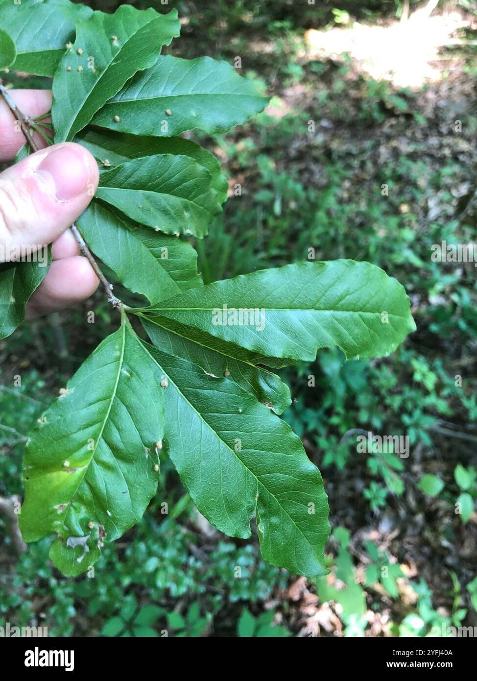Buckthorn Bully (Sideroxylon lycioides Stock Photo - Alamy
