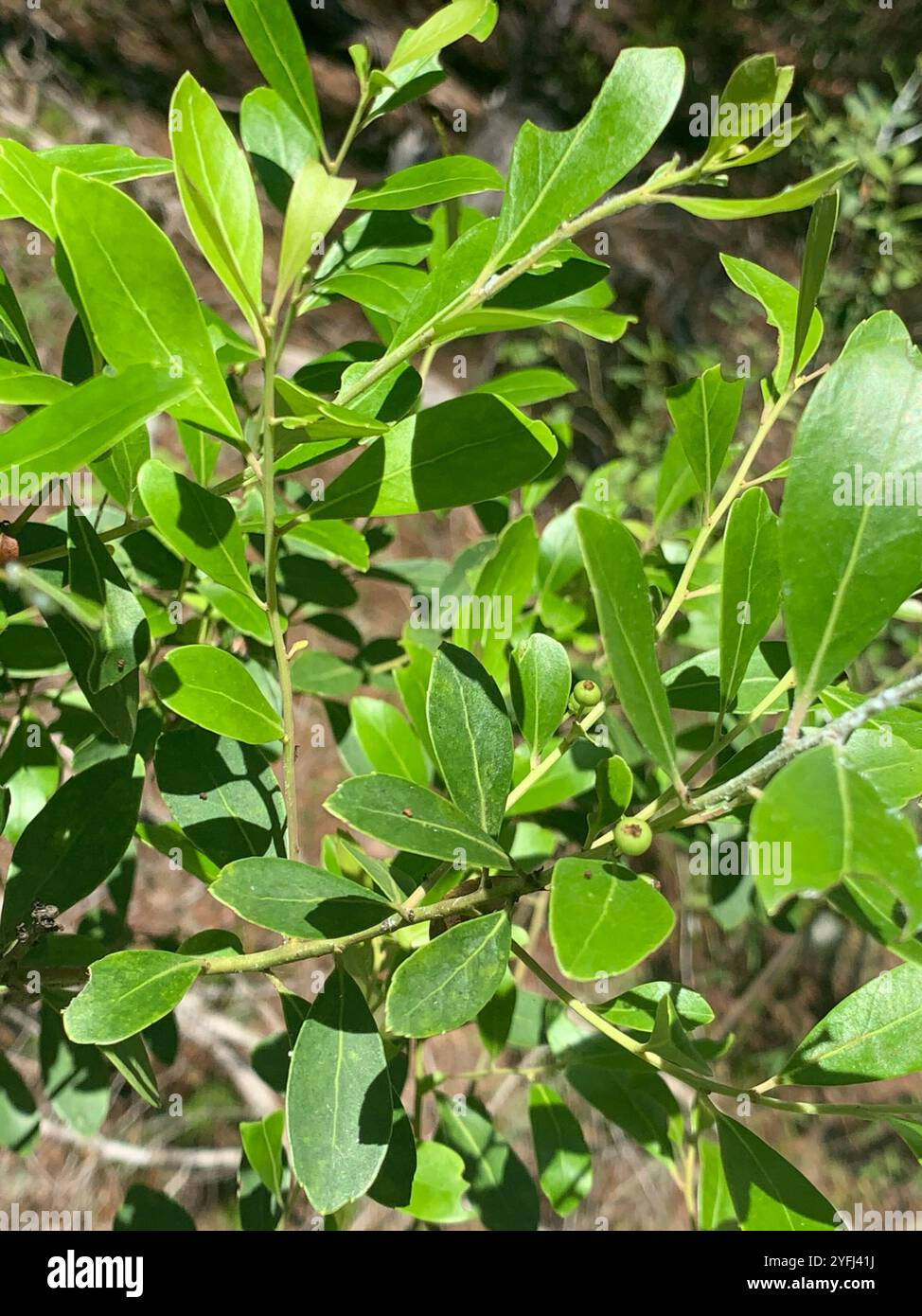 gallberry (Ilex glabra Stock Photo - Alamy