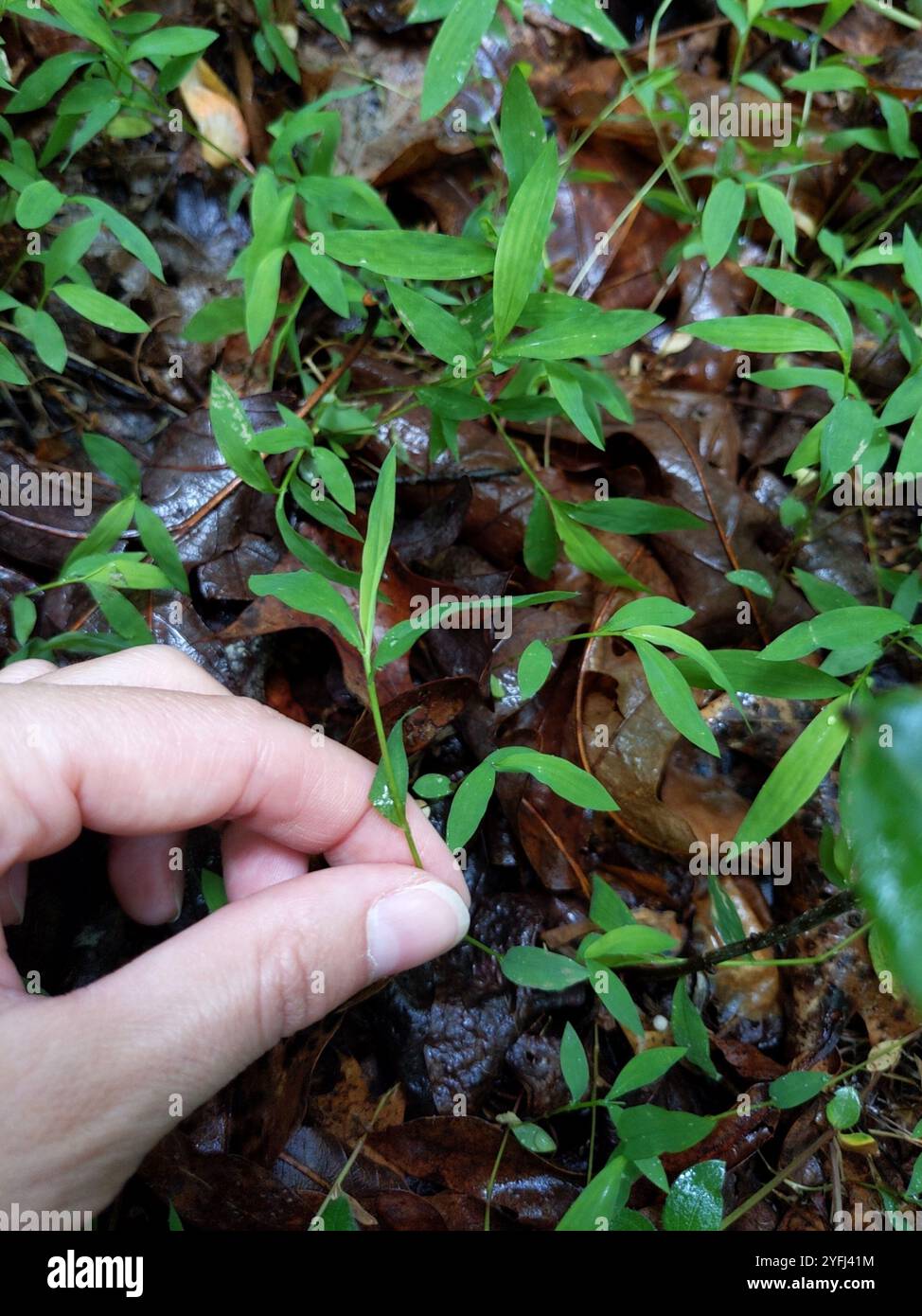 Japanese stiltgrass (Microstegium vimineum Stock Photo - Alamy