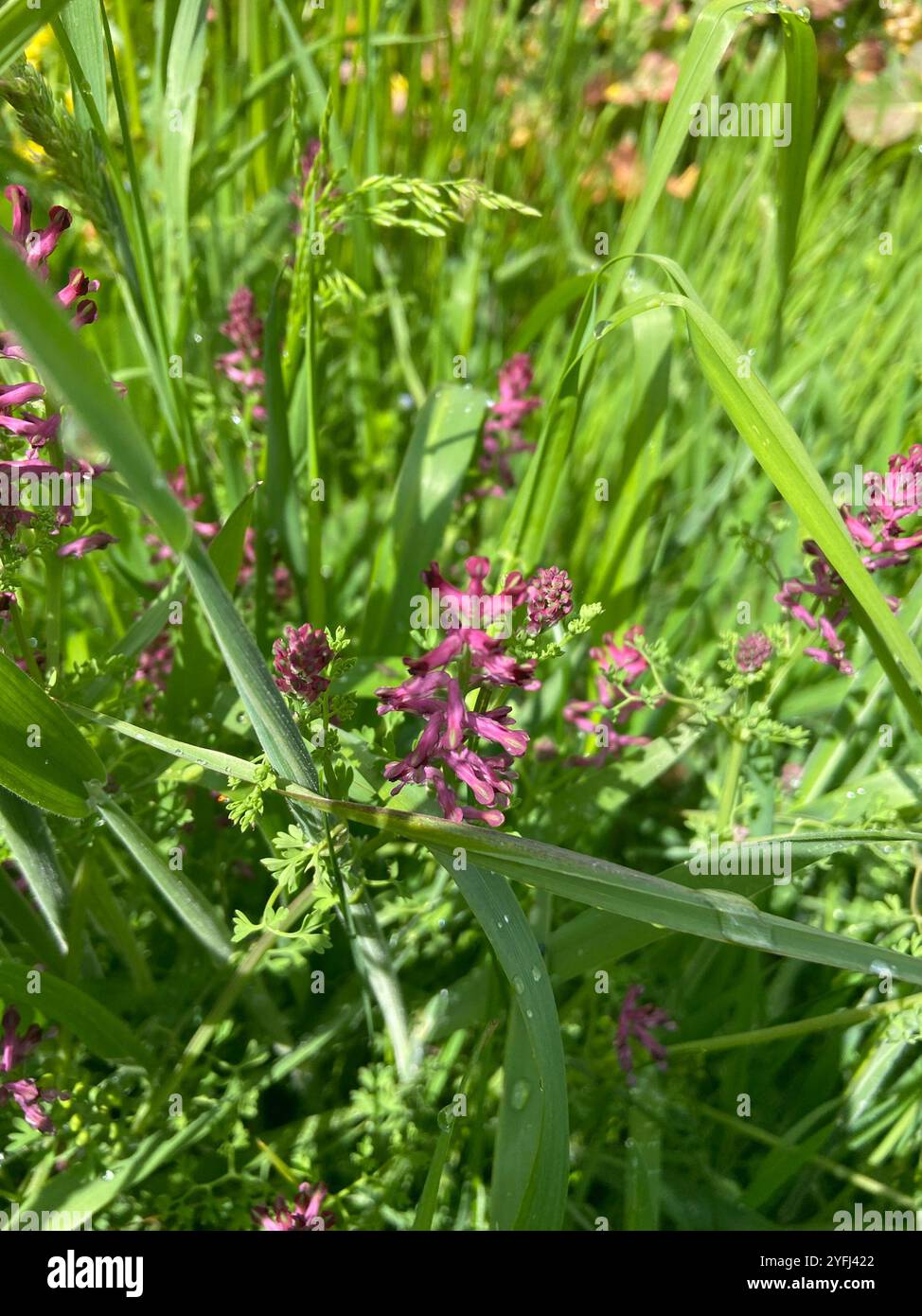 Common Fumitory (Fumaria officinalis Stock Photo - Alamy
